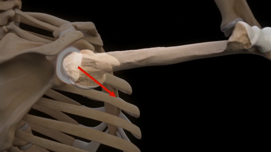 Anterior Glenohumeral Joint Instability : OrthoPedia