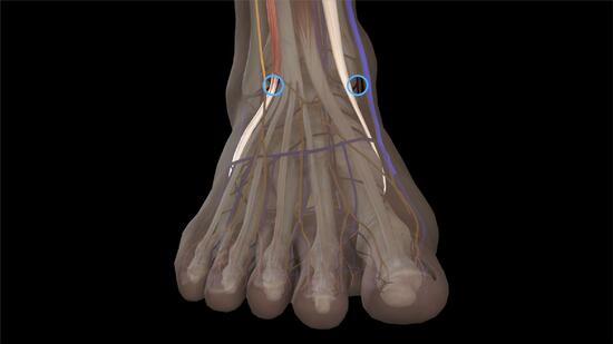 Foot and Ankle Arthroscopy Essentials : OrthoPedia