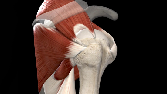 General Rotator Cuff Tears : OrthoPedia