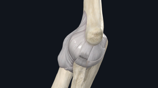 Medial Ulnar Collateral Ligament (MUCL) Injuries : OrthoPedia