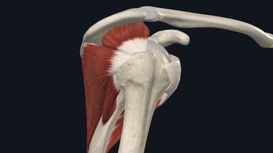 Rotator Cuff Pathologies : OrthoPedia