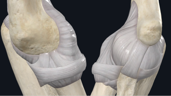 Collateral Ligament Injuries : OrthoPedia