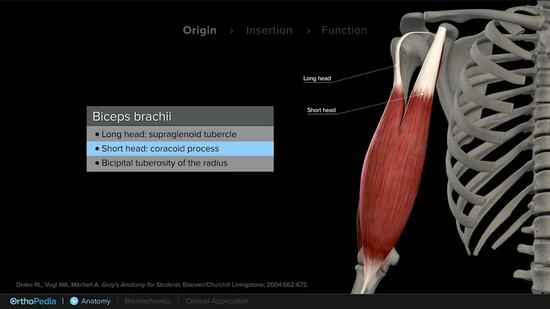 Anatomy of the Elbow With Distal Biceps Tendon Injuries : OrthoPedia