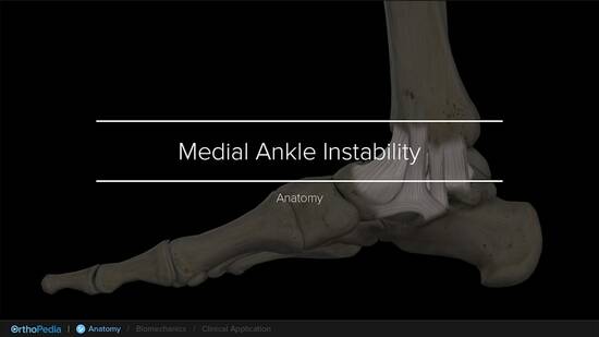 Anatomy of the Foot and Ankle With Medial Ankle Instability : OrthoPedia