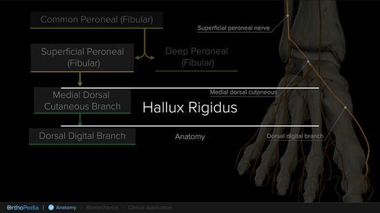 Anatomy of the Foot With Hallux Rigidus : OrthoPedia