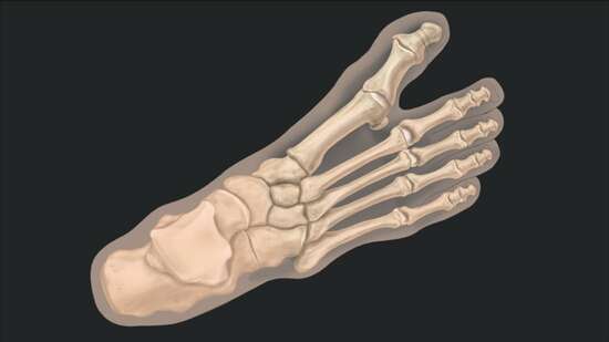Anatomy of the Foot With Hallux Varus Deformity : OrthoPedia