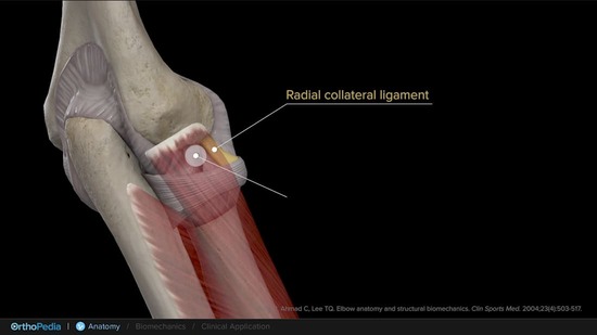 Anatomy of the Elbow With Lateral Collateral Ligament Injuries : OrthoPedia