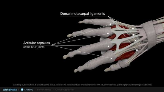 Anatomy of the Hand With Metacarpal and Phalangeal Fractures : OrthoPedia