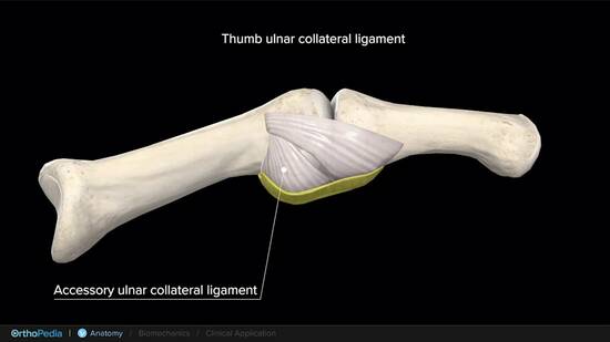 Anatomy of the Hand With Thumb Ulnar Collateral Ligament Injuries ...