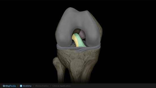 Anatomy of the Knee With ACL Injuries : OrthoPedia