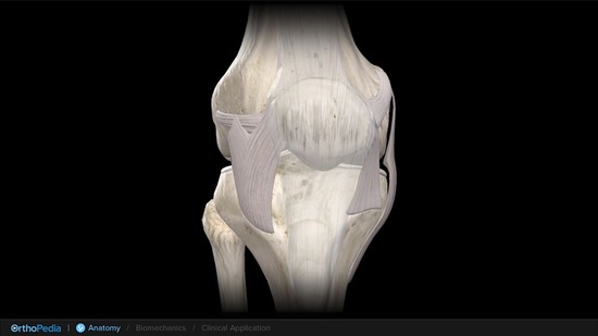 Anatomy of the Knee With Patellofemoral Joint Pathologies : OrthoPedia