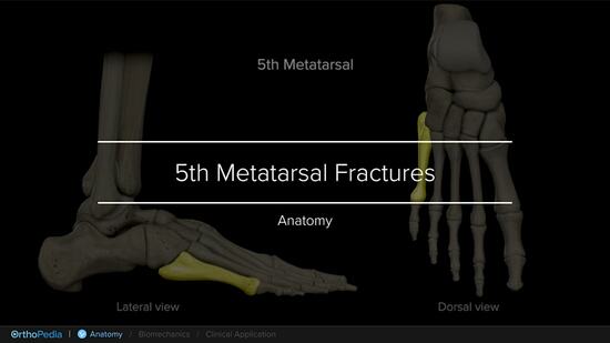 Anatomy of the Foot With 5th Metatarsal Fractures : OrthoPedia