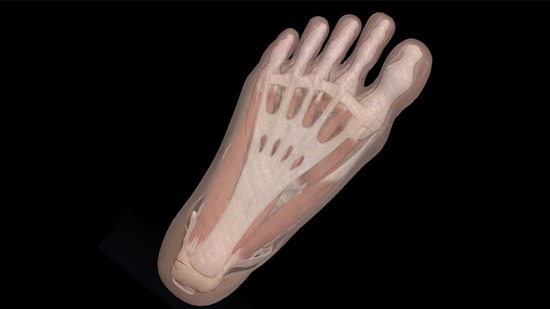 Anatomy of the Foot With Plantar Fasciitis : OrthoPedia