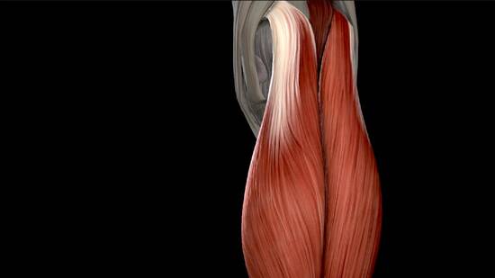 Anatomy of the Gastrocnemius With Equinus Contracture : OrthoPedia