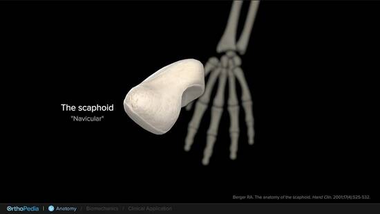 Anatomy of the Hand and Wrist With Scaphoid Fractures : OrthoPedia