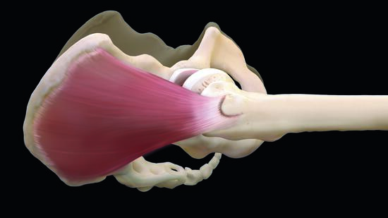 Peritrochanteric Hip Pathologies: Endoscopic Knotless Repair Using the ...