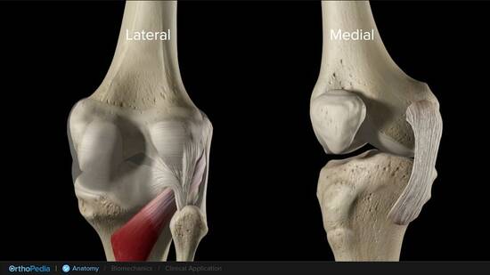 Anatomy of the Knee With Collateral Ligament Injuries : OrthoPedia