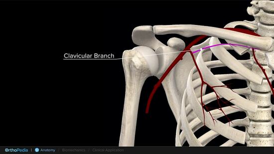 Anatomy of the Shoulder With Pectoralis Major Tendon Rupture : OrthoPedia