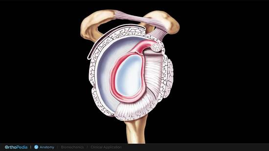 Anatomy of the Shoulder With SLAP Tears and Biceps Tendinopathy ...