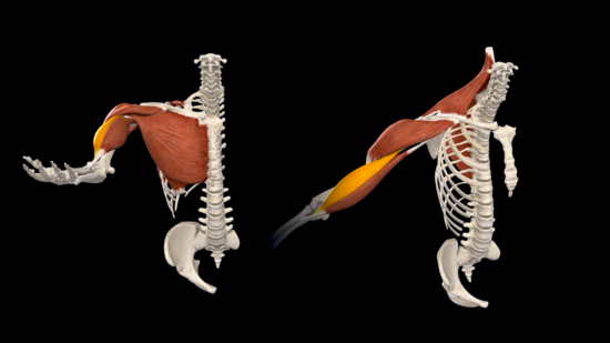 Biomechanics of the Proximal Biceps With Tendinopathy : OrthoPedia