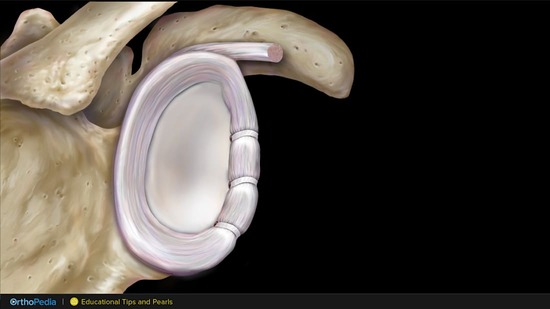 Dr. Lavender Demonstrates Tips and Pearls for Glenohumeral Joint ...