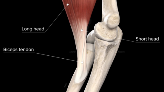 Biceps Tendon Tears at the Elbow : OrthoPedia Patient