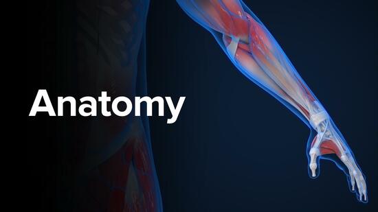 Focus on Anatomy : OrthoPedia