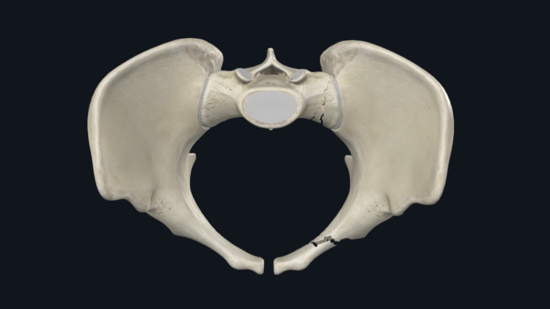 Pelvic Ring Injuries : OrthoPedia Academics