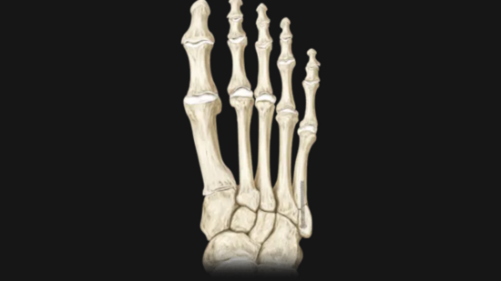 Forefoot Pathologies (Hallux and Lesser Toes) : OrthoPedia Academics