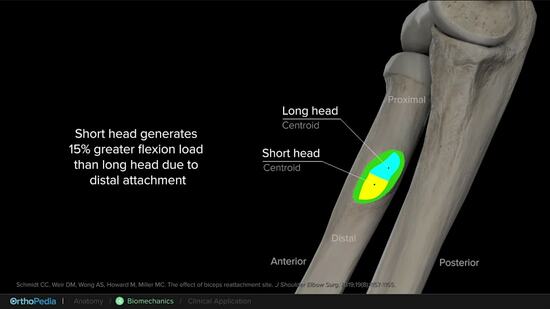 Biomechanics of the Elbow With Distal Biceps Tendon Injuries ...