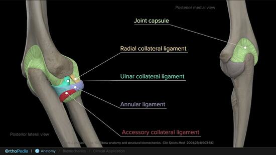 Anatomy of the Elbow With Medial Ulnar Collateral Ligament Injuries ...