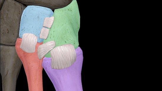 Midfoot Injuries (Lisfranc Injuries) : OrthoPedia Patient