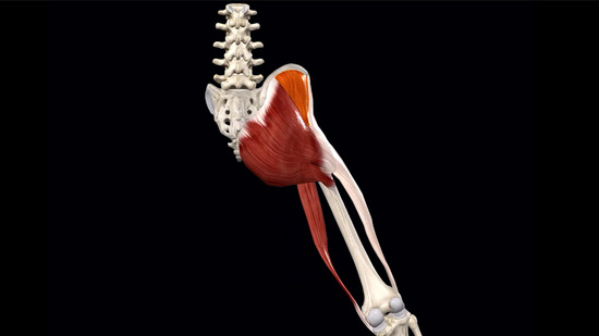 Gluteus Medius Tears : OrthoPedia Patient