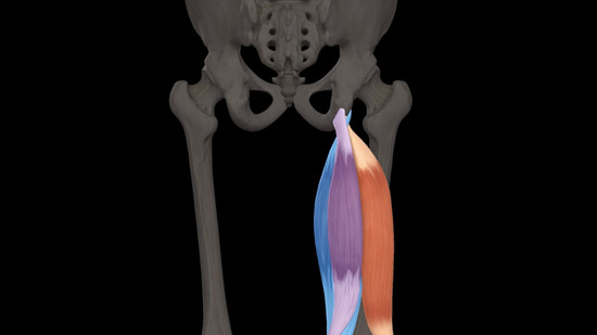 Hip Hamstring Tears : OrthoPedia Patient