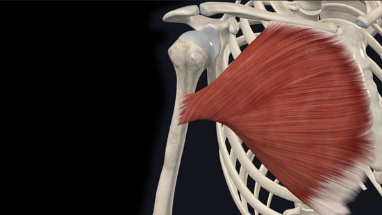Pectoralis Major Tendon Tears : OrthoPedia Patient