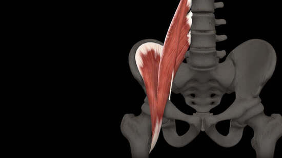 Internal Snapping Hip Syndrome: Overview : OrthoPedia Patient