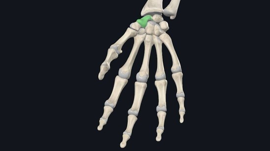 Scaphoid Fractures of the Wrist : OrthoPedia Patient