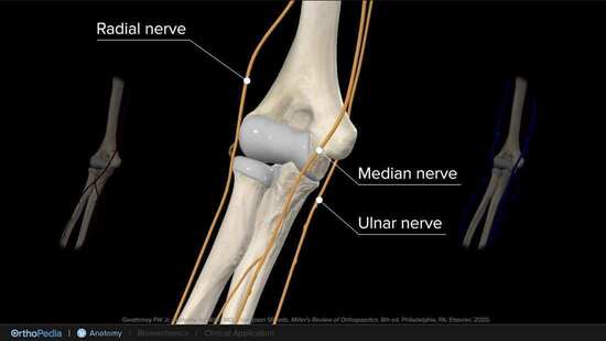 Anatomy of the Elbow With Distal Humerus Fractures : OrthoPedia